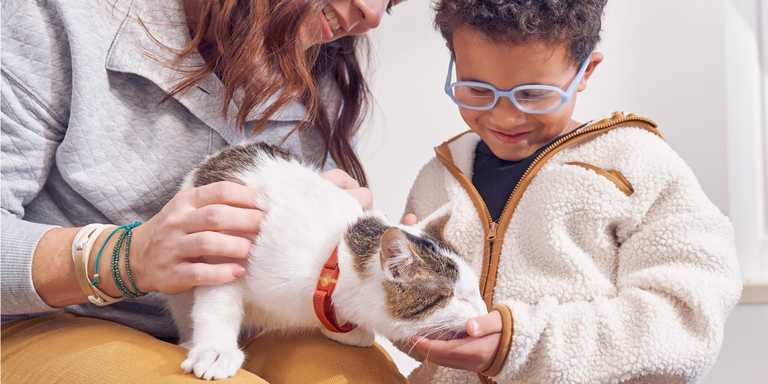 How to Adopt a Cat: Step-by-Step Guide | Petfinder