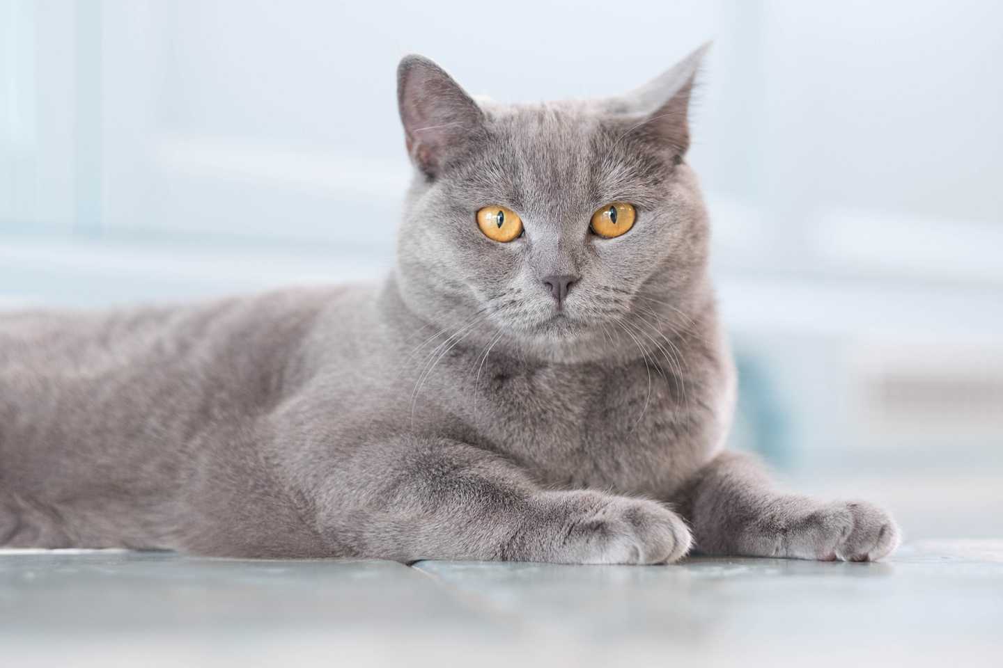 Gray Cat Names: 300+ Ideas for Your Silver Kitty | Petfinder
