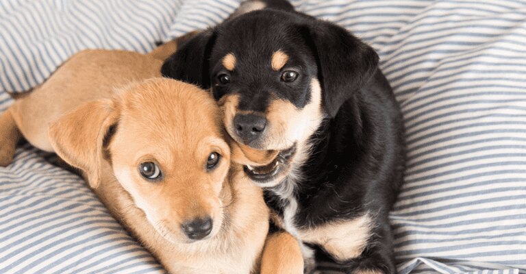 Common Reasons Why Dogs Bite | Petfinder