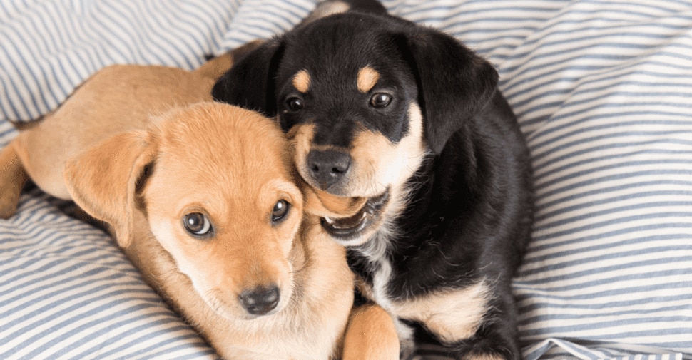Dog & Puppy Biting | Petfinder