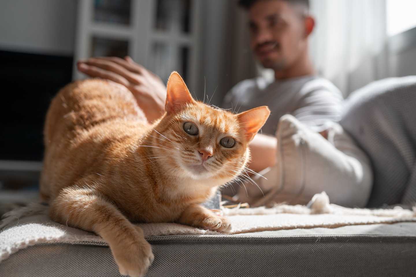 Boy Cat Names: 500+ Classic, Cute, Funny & Unique Ideas | Petfinder