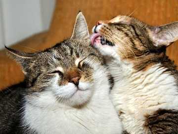 Why Adopt a Second Cat? | Petfinder