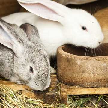 How to Care For Domestic Rabbits | Petfinder